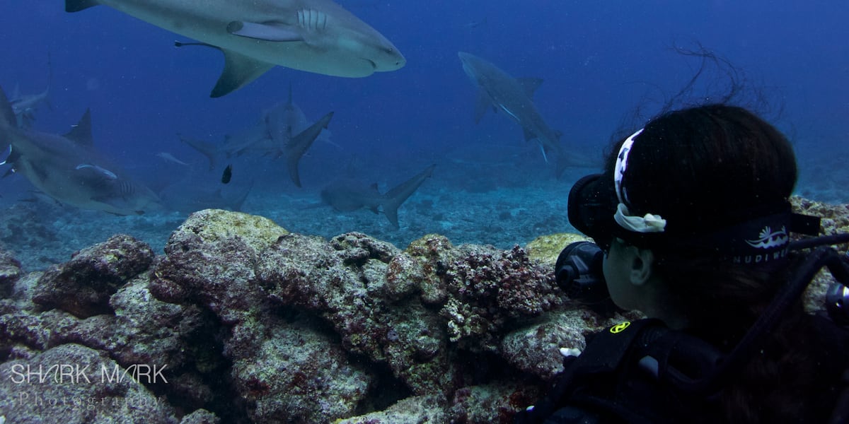 UH shark scientists to be featured in National Geographic docuseries UH shark scientists to be featured in National Geographic docuseries